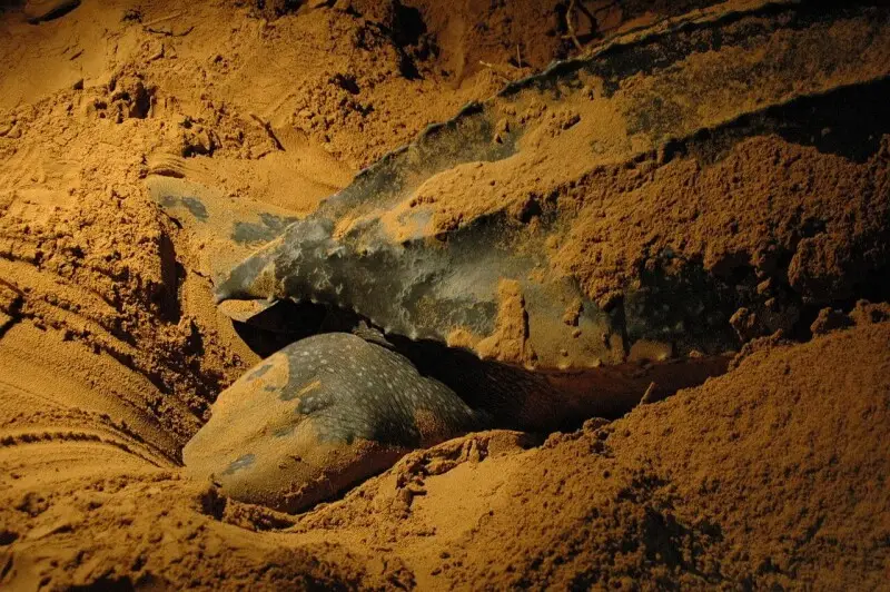 Leatherback sea turtle - Facts, Diet, Habitat & Pictures on Animalia.bio