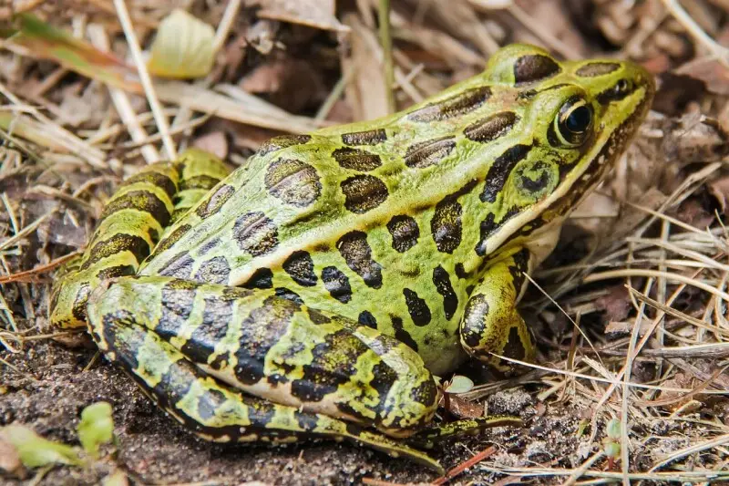 Southern leopard frog - Facts, Diet, Habitat & Pictures on Animalia.bio