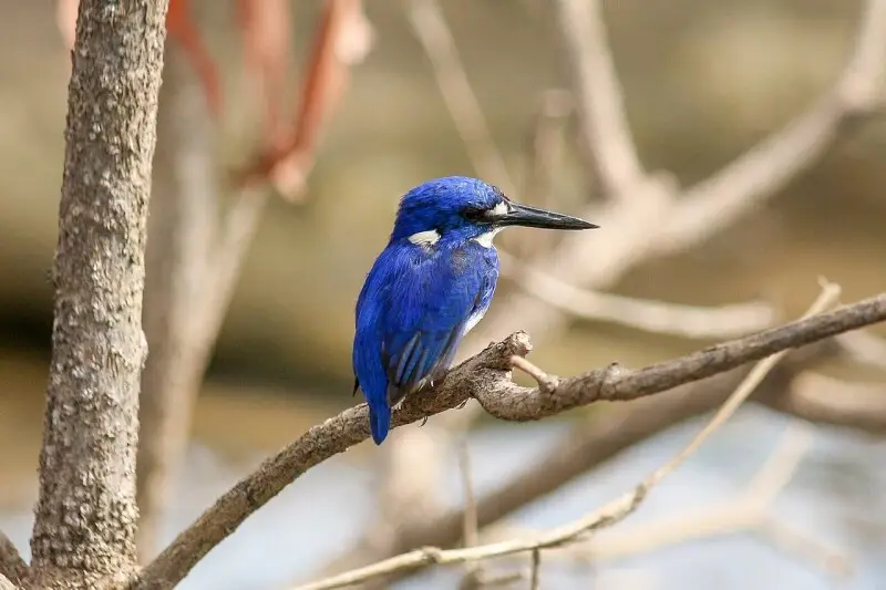 Little kingfisher - Facts, Diet, Habitat & Pictures on Animalia.bio