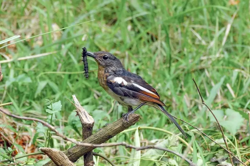 Oriental magpie-robin - Facts, Diet, Habitat & Pictures on Animalia.bio