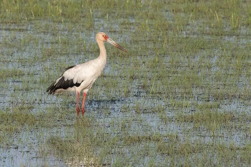 Maguari stork - Facts, Diet, Habitat & Pictures on Animalia.bio