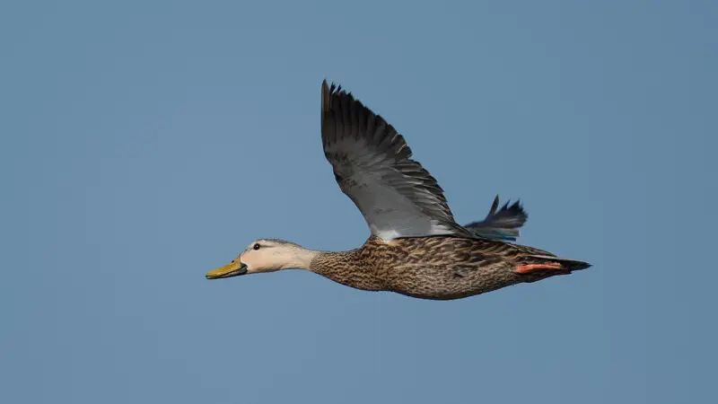 Mottled duck - Facts, Diet, Habitat & Pictures on Animalia.bio