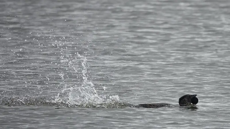 Biziura lobata - факти, дієта, ареал і фотографії на Animalia.bio