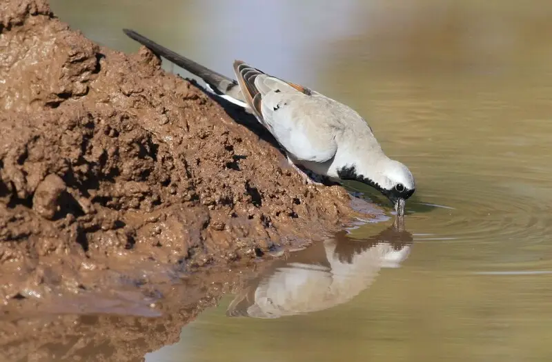 Namaqua dove - Facts, Diet, Habitat & Pictures on Animalia.bio