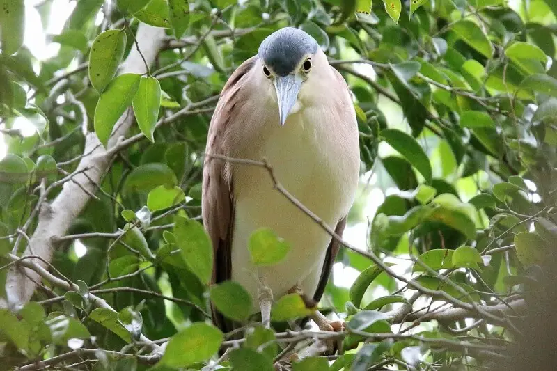 Nankeen night heron - Facts, Diet, Habitat & Pictures on Animalia.bio