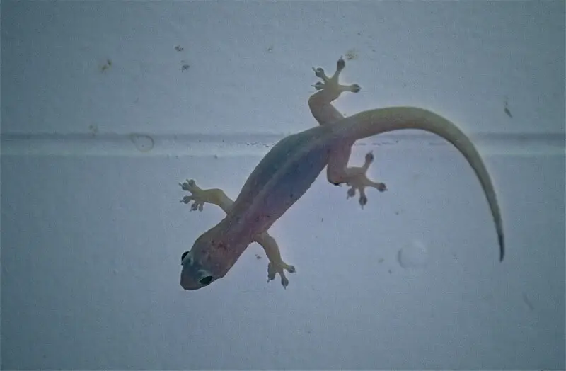 Dubious dtella - Facts, Diet, Habitat & Pictures on Animalia.bio