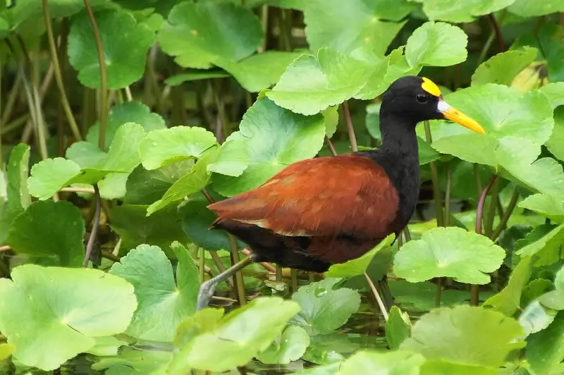Northern jacana - Facts, Diet, Habitat & Pictures on Animalia.bio