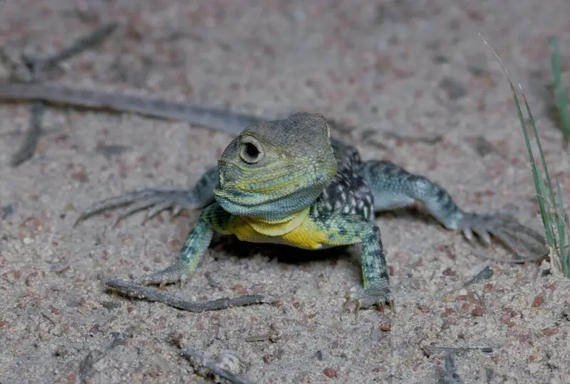 Ctenophorus pictus - Facts, Diet, Habitat & Pictures on Animalia.bio