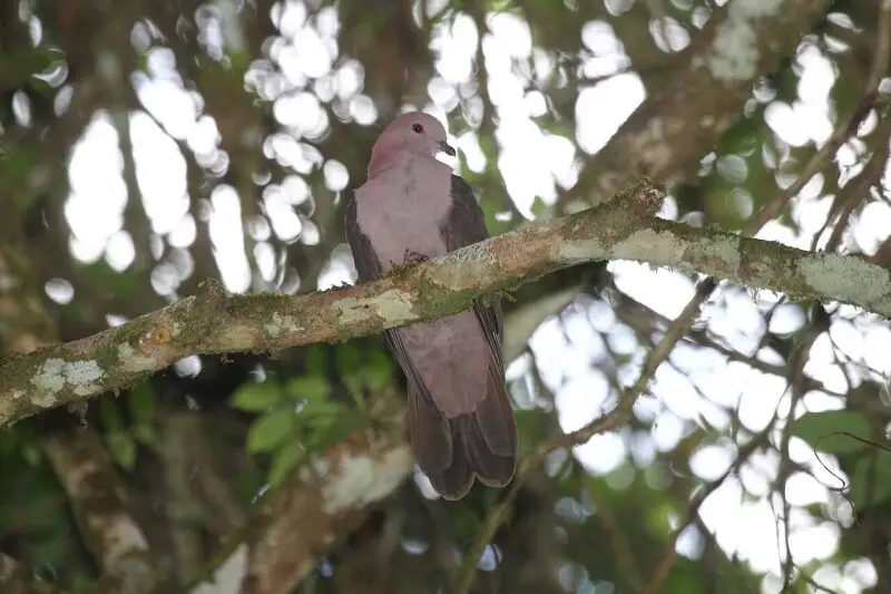 Short-billed pigeon - Facts, Diet, Habitat & Pictures on Animalia.bio