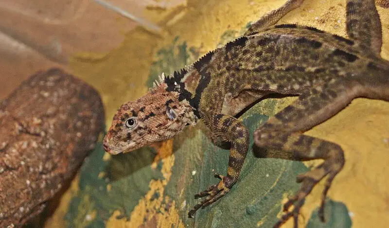 Plica plica - факти, дієта, ареал і фотографії на Animalia.bio