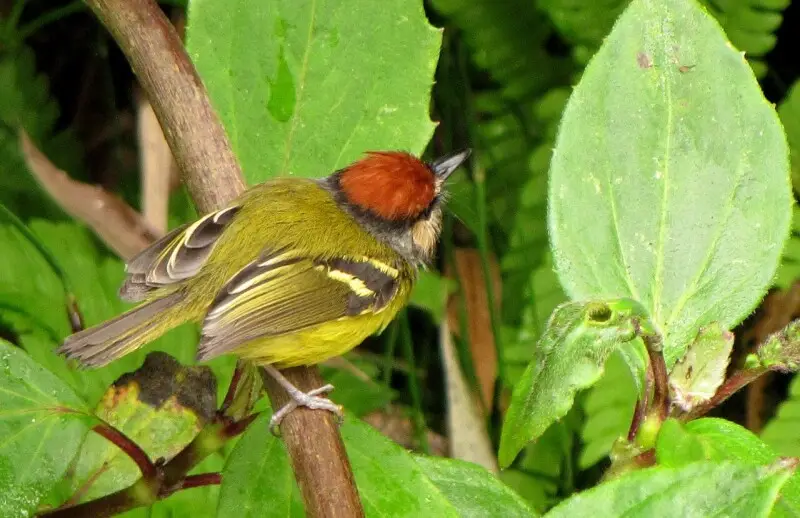 Poecilotriccus ruficeps - Fakten, Ernährung, Lebensraum & Bilder auf ...