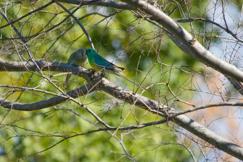 Red-rumped parrot - Facts, Diet, Habitat & Pictures on Animalia.bio