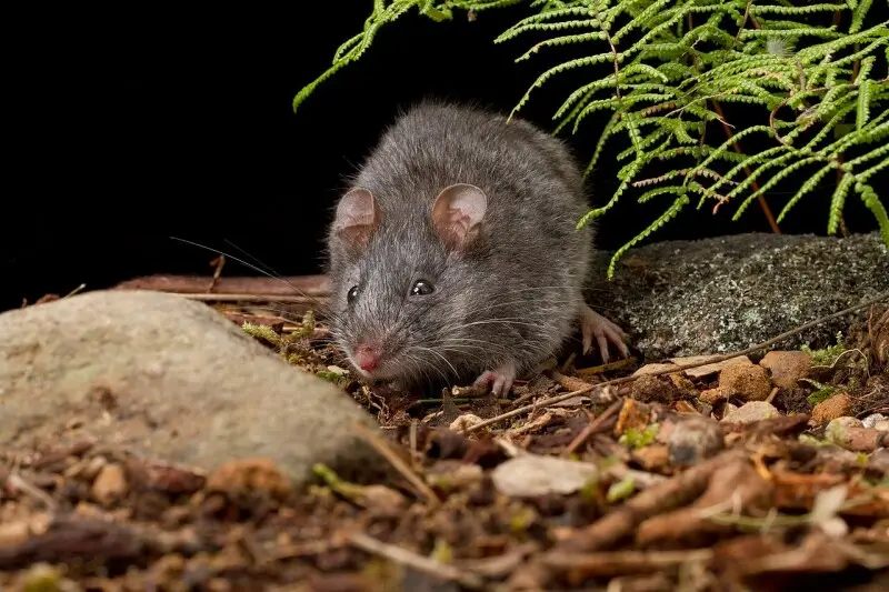 Smoky mouse - Facts, Diet, Habitat & Pictures on Animalia.bio