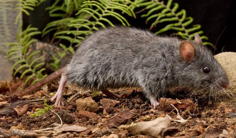 Smoky mouse - Facts, Diet, Habitat & Pictures on Animalia.bio