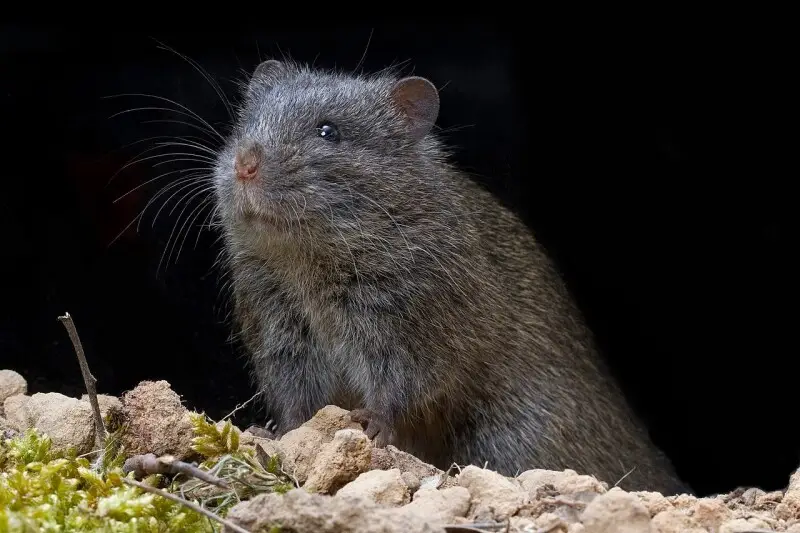Australian swamp rat - Facts, Diet, Habitat & Pictures on Animalia.bio