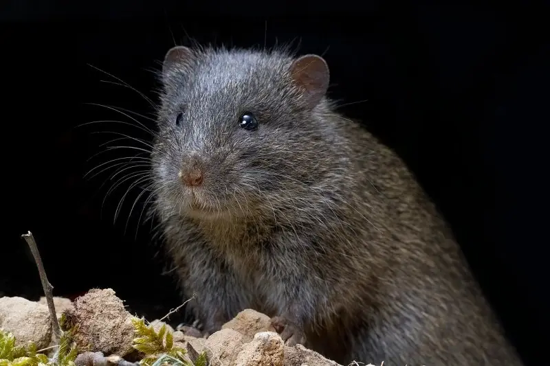 Australian swamp rat - Facts, Diet, Habitat & Pictures on Animalia.bio