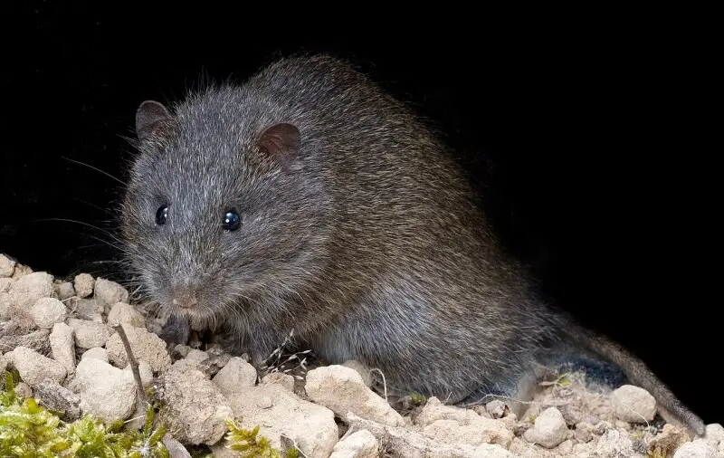Australian swamp rat - Facts, Diet, Habitat & Pictures on Animalia.bio