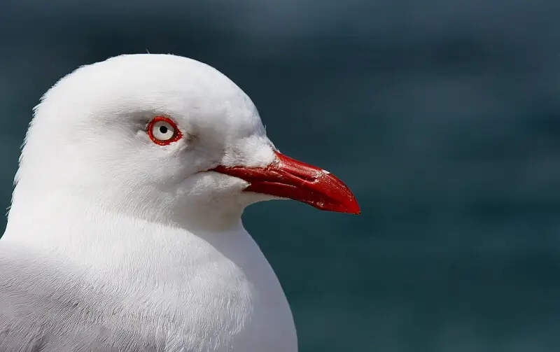 Red-billed gull - Facts, Diet, Habitat & Pictures on Animalia.bio