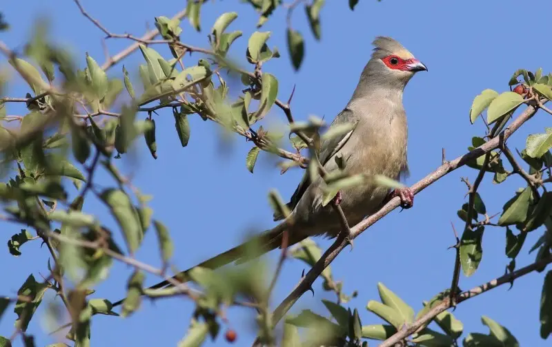 Red-faced mousebird - Facts, Diet, Habitat & Pictures on Animalia.bio