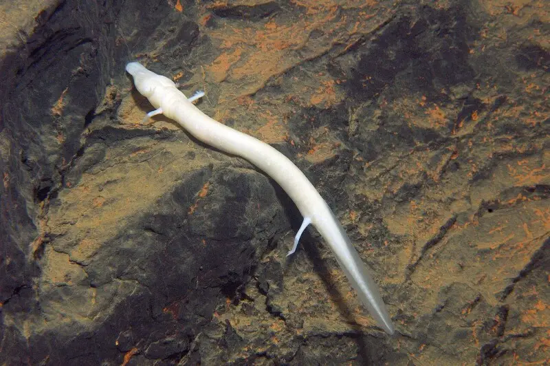 Olm - Facts, Diet, Habitat & Pictures on Animalia.bio