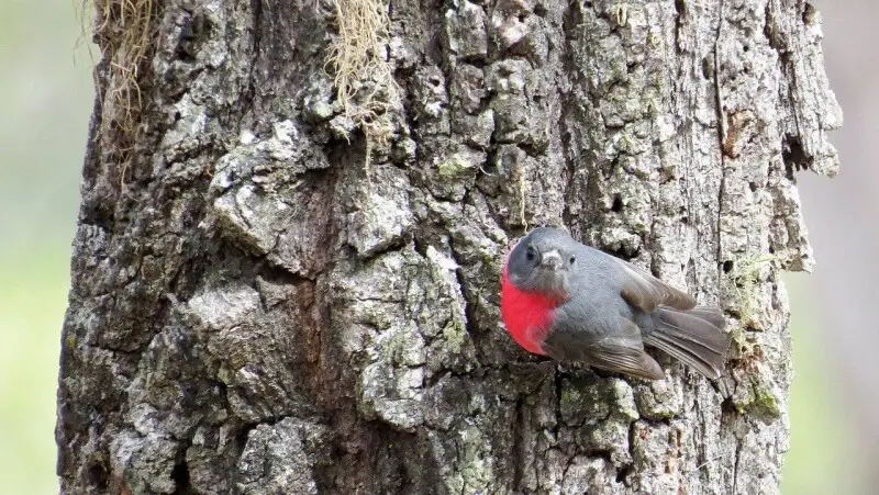 Rose robin - Facts, Diet, Habitat & Pictures on Animalia.bio
