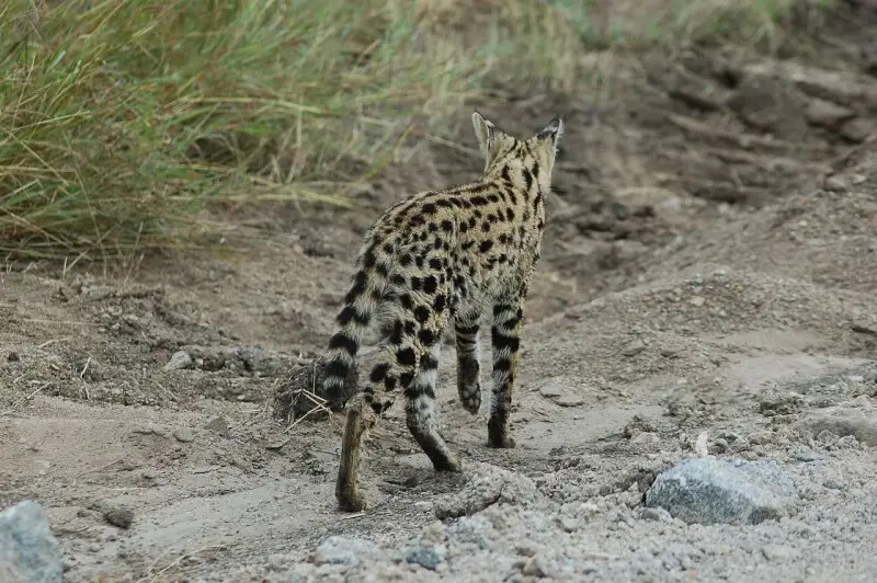 Serval - Facts, Diet, Habitat & Pictures on Animalia.bio