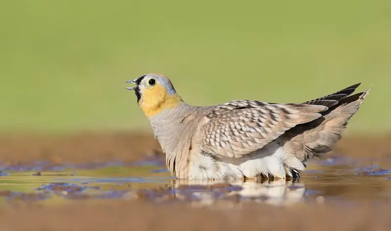 Crowned sandgrouse - Facts, Diet, Habitat & Pictures on Animalia.bio