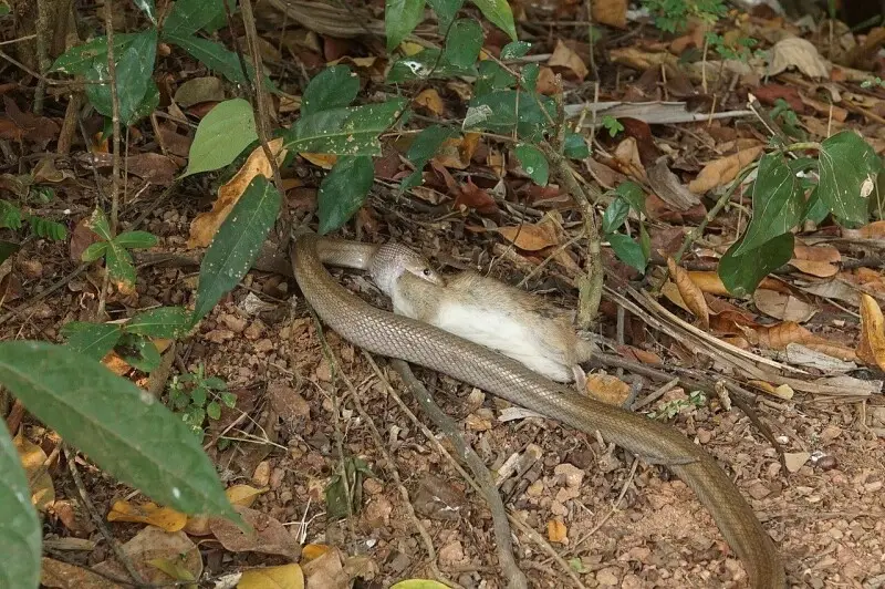 Banded racer - Facts, Diet, Habitat & Pictures on Animalia.bio