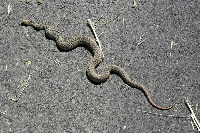 Pacific gopher snake - Facts, Diet, Habitat & Pictures on Animalia.bio