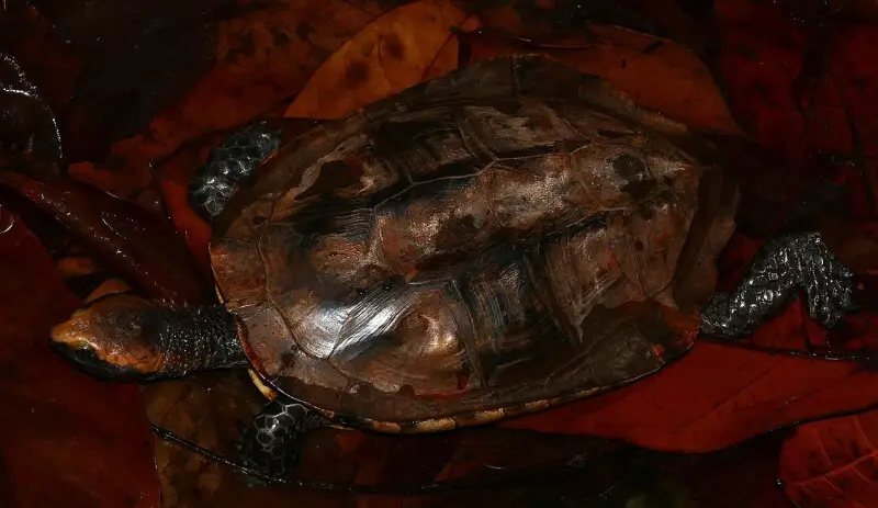 Twist-necked turtle - Facts, Diet, Habitat & Pictures on Animalia.bio