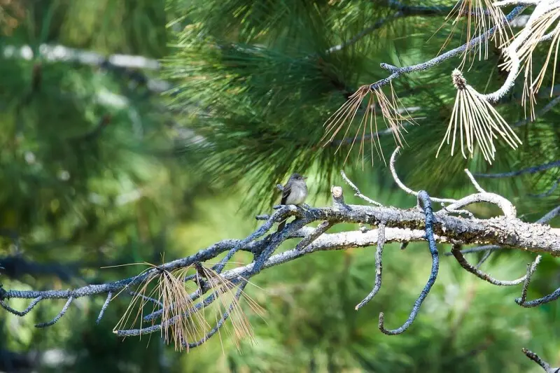 Western wood pewee - Facts, Diet, Habitat & Pictures on Animalia.bio