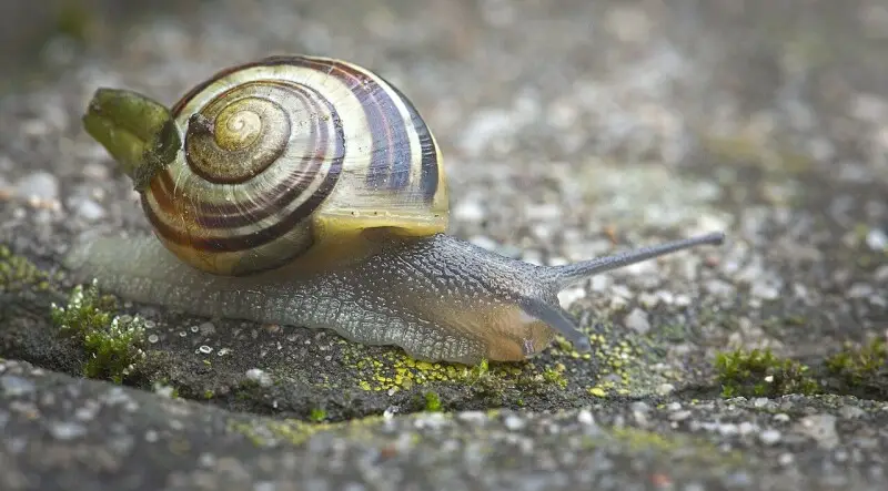 White-lipped snail - Facts, Diet, Habitat & Pictures on Animalia.bio
