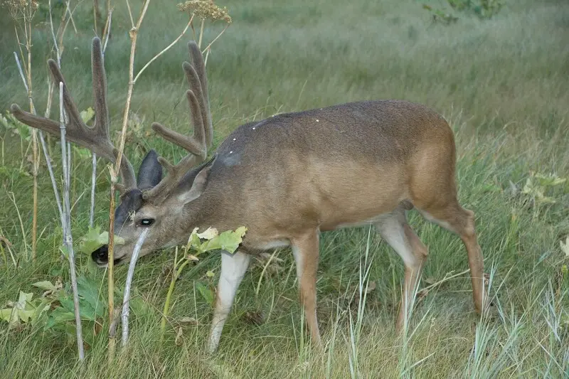 Odocoileus hemionus californicus - факти, дієта, ареал і фотографії на ...