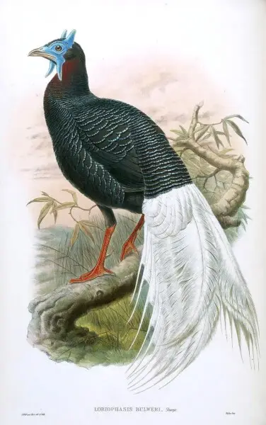 Bulwer's pheasant - Facts, Diet, Habitat & Pictures on Animalia.bio