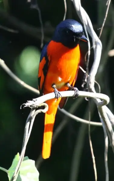 Scarlet minivet - Facts, Diet, Habitat & Pictures on Animalia.bio