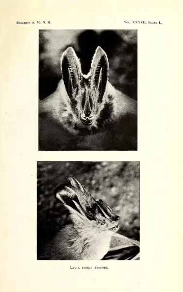Yellow-winged bat - Facts, Diet, Habitat & Pictures on Animalia.bio