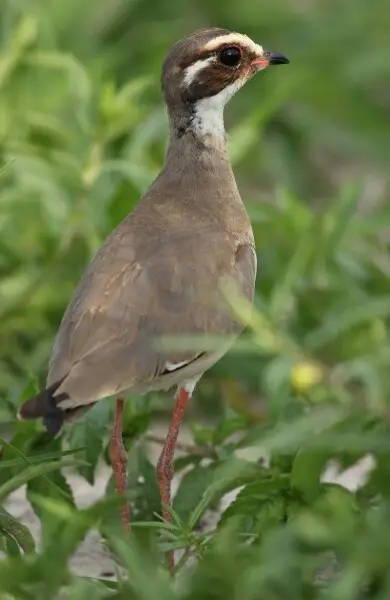 Bronze-winged courser - Facts, Diet, Habitat & Pictures on Animalia.bio