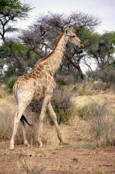 Angolan giraffe - Facts, Diet, Habitat & Pictures on Animalia.bio