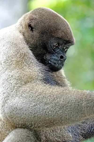 Gray woolly monkey - Facts, Diet, Habitat & Pictures on Animalia.bio