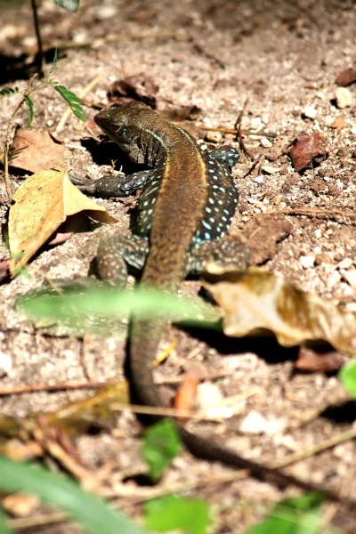 Dominican ground lizard - Facts, Diet, Habitat & Pictures on Animalia.bio