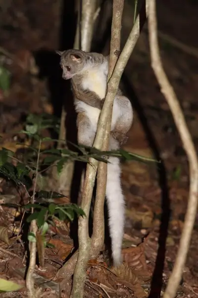 Northern greater galago - Facts, Diet, Habitat & Pictures on Animalia.bio