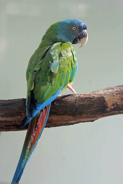 Blue-headed macaw - Facts, Diet, Habitat & Pictures on Animalia.bio