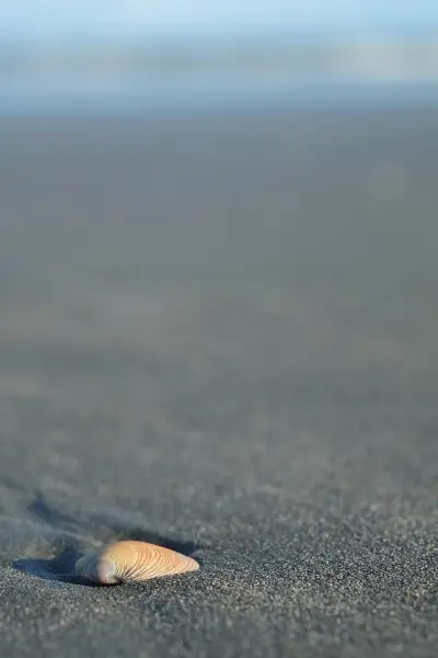 Austrovenus stutchburyi - Facts, Diet, Habitat & Pictures on Animalia.bio