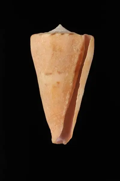 Conus daucus - Facts, Diet, Habitat & Pictures on Animalia.bio