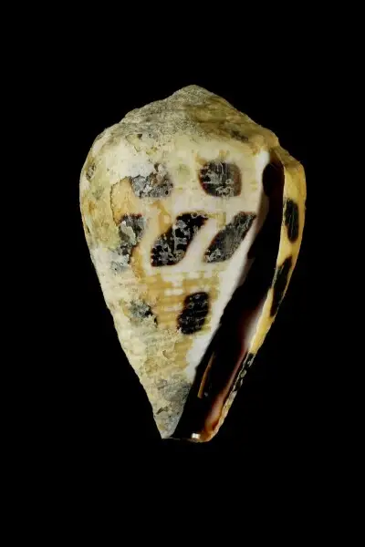 Conus ebraeus - Facts, Diet, Habitat & Pictures on Animalia.bio