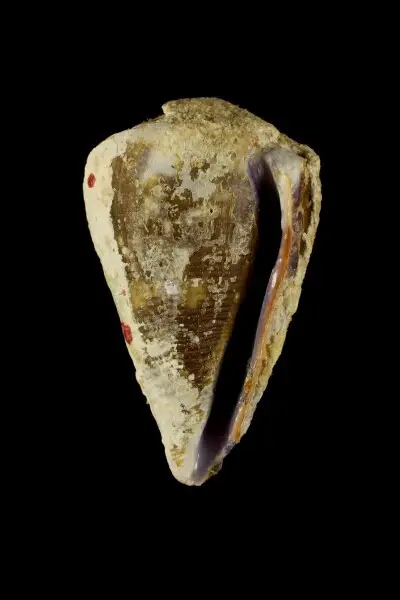 Conus rattus - Facts, Diet, Habitat & Pictures on Animalia.bio