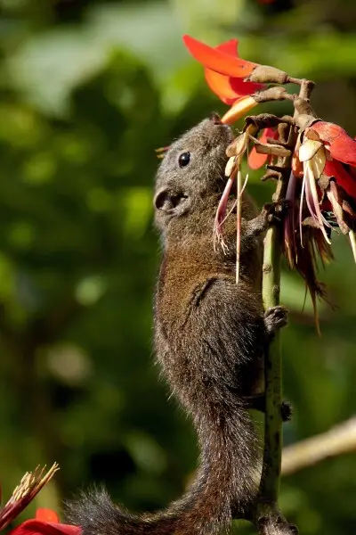 Funambulus sublineatus - Fatti, dieta, habitat e immagini su Animalia.bio