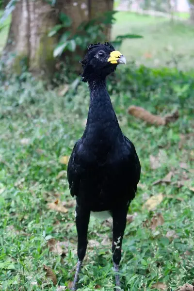 Great curassow - Facts, Diet, Habitat & Pictures on Animalia.bio