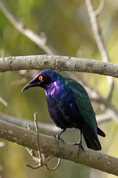 Purple starling - Facts, Diet, Habitat & Pictures on Animalia.bio