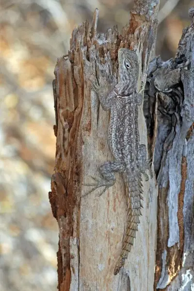 Oplurus cyclurus - Facts, Diet, Habitat & Pictures on Animalia.bio